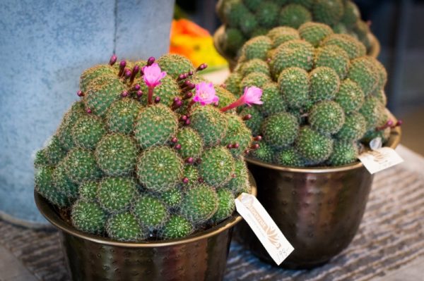 Frisk kontoret op og pynt det med levende planter