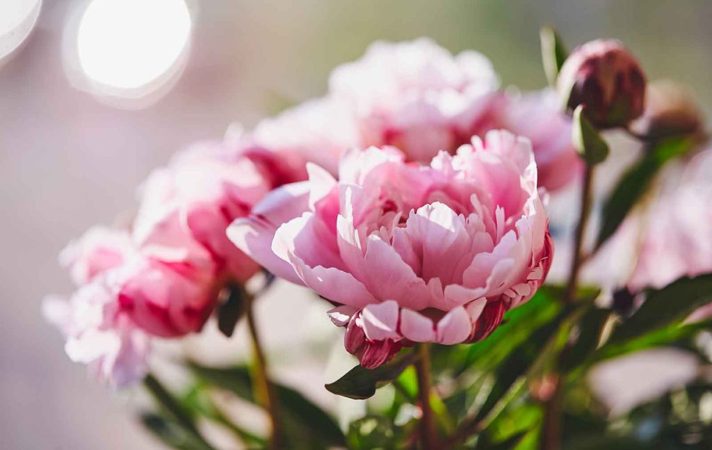 Slip af med små fluer i planter – Effektiv guide mod sørgemyg